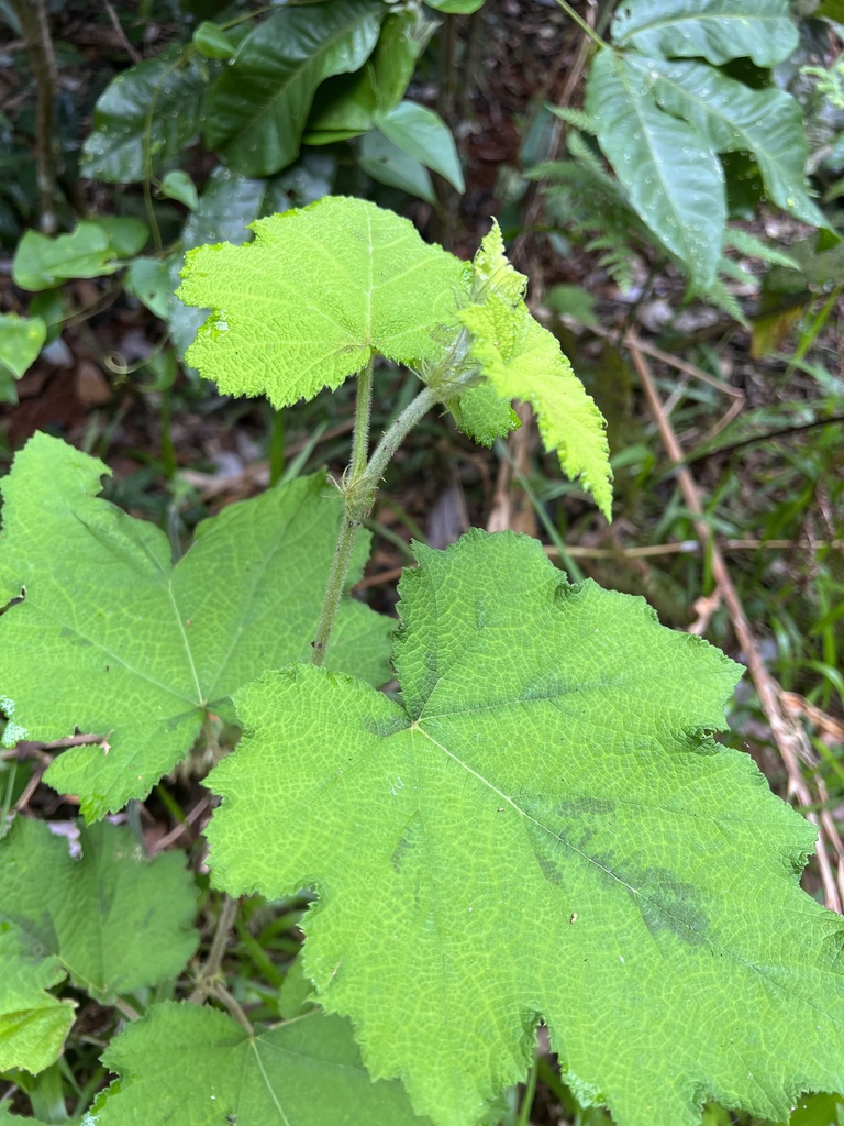 Giant bramble from Wooroonooran National Park, Wooroonooran, QLD, AU on ...