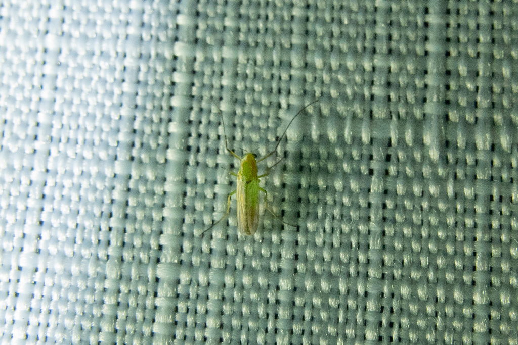 Non-biting Midges from Douglas VIC 3409, Australia on September 28 ...