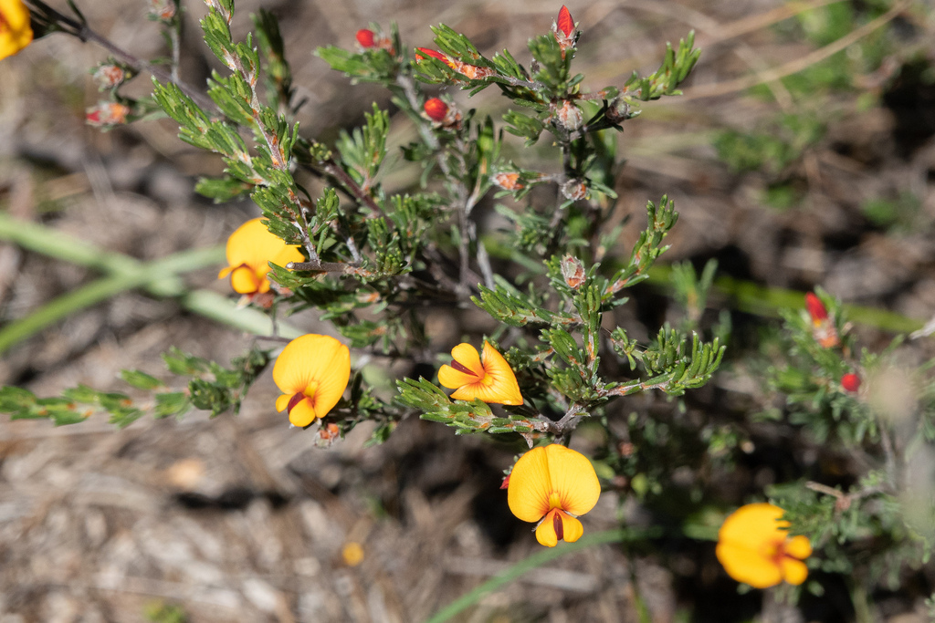 common eutaxia from Douglas VIC 3409, Australia on September 29, 2023 ...