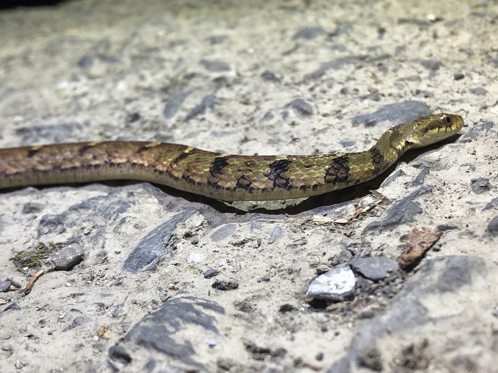 Stejneger's Bamboo Snake in July 2022 by Po Kai Chen · iNaturalist