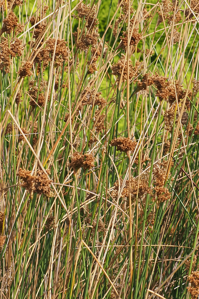 rushes from School Swamp, Mount Compass SA 5210, Australia on January ...