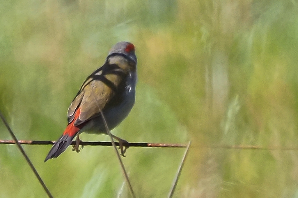 Red-browed Finch from School Swamp, Mount Compass SA 5210, Australia on ...