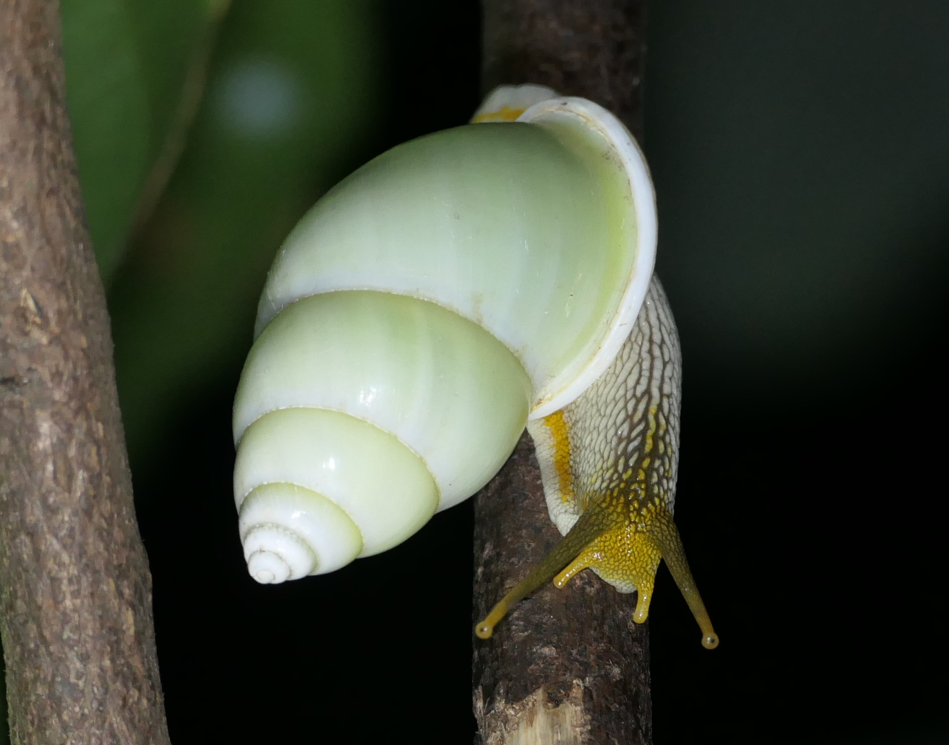 Temasek Green Tree Snail in September 2021 by benanimalia · iNaturalist
