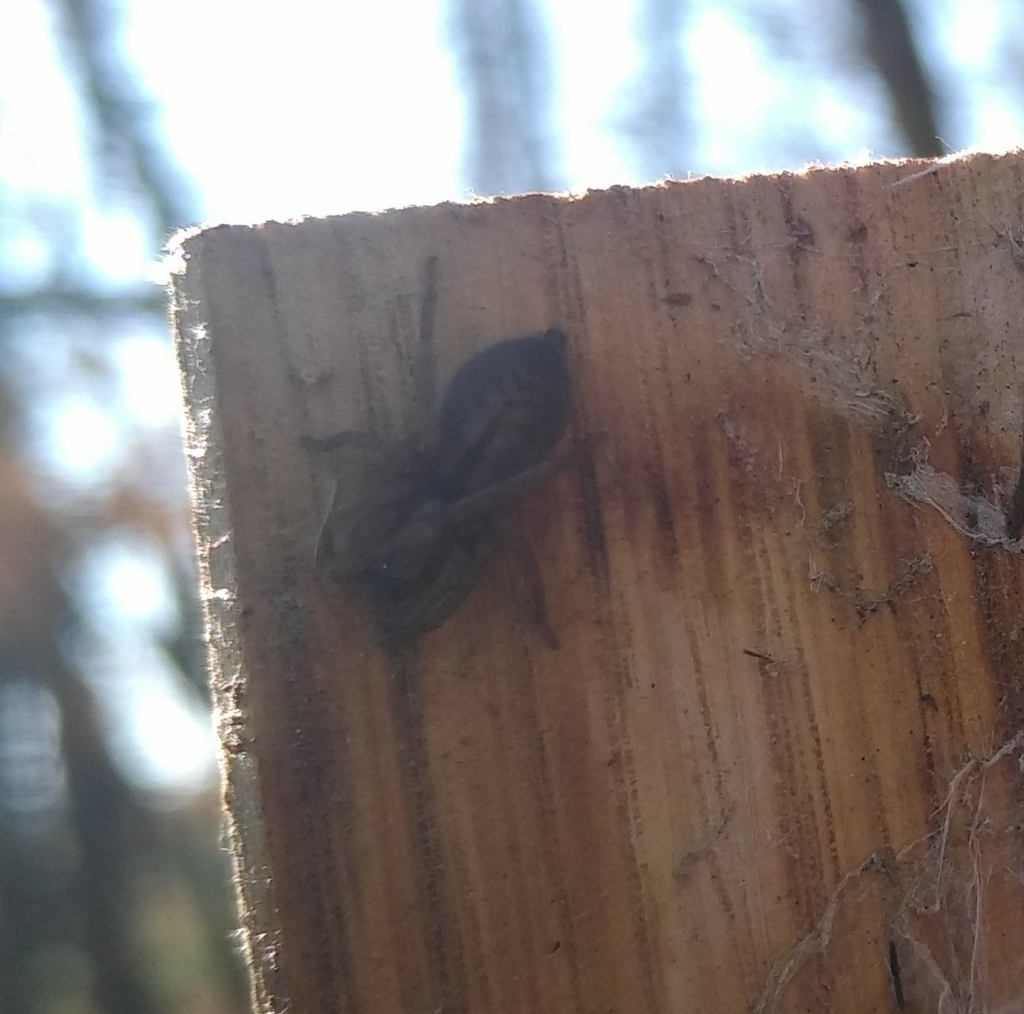 Bark Sac Spider from 32330 Gondrin, France on January 31, 2024 at 02:09 ...