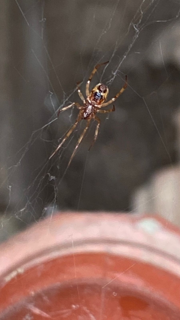 Araneoid Spiders in January 2024 by facu_inat · iNaturalist