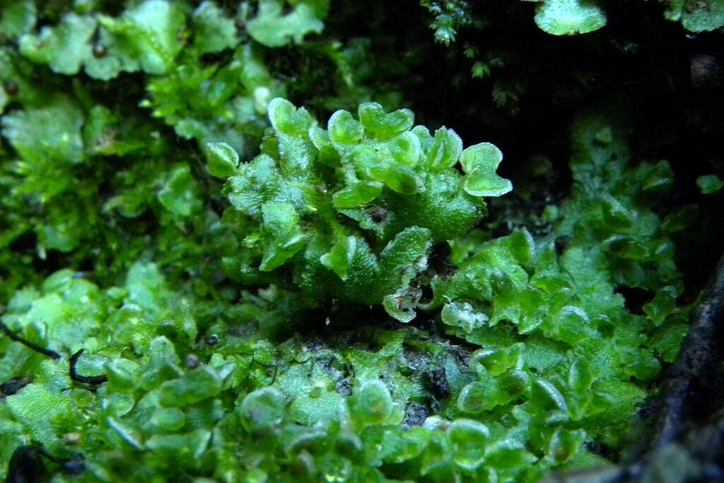 Clevea pusilla from Maiji, Tianshui, Gansu, China on September 21, 2009 ...