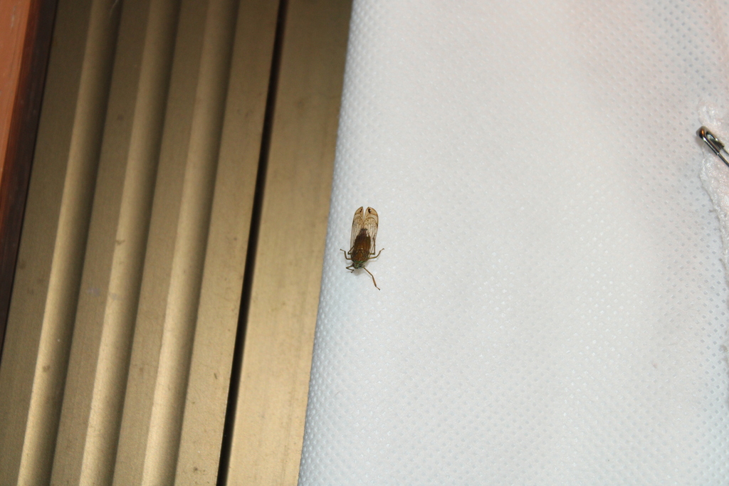 palm planthopper from Smiths Lake NSW 2428, Australia on January 31 ...