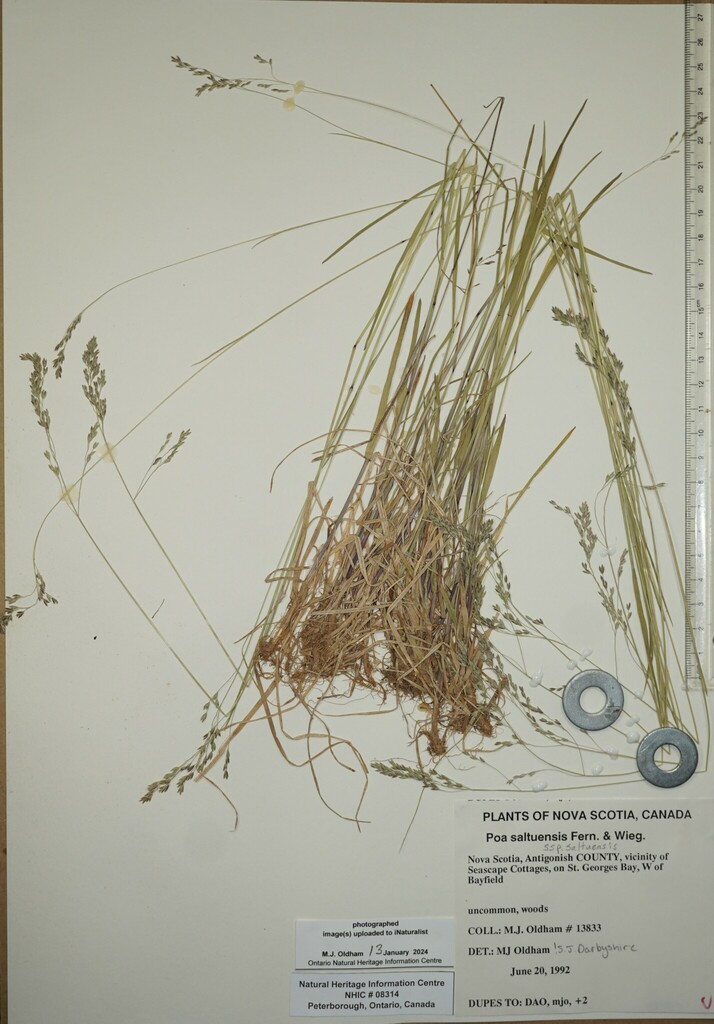 Poa saltuensis saltuensis from Canada, Nova Scotia, Antigonish County ...