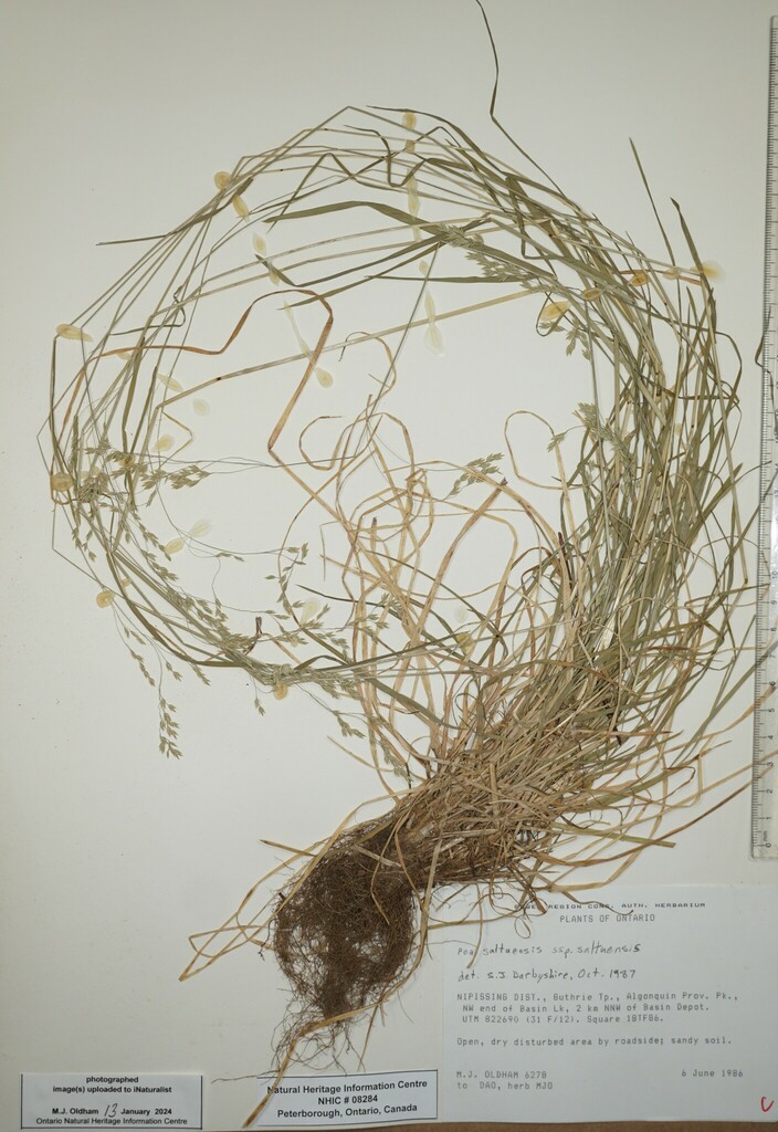 Poa saltuensis saltuensis from Canada, Ontario, NIPISSING County ...