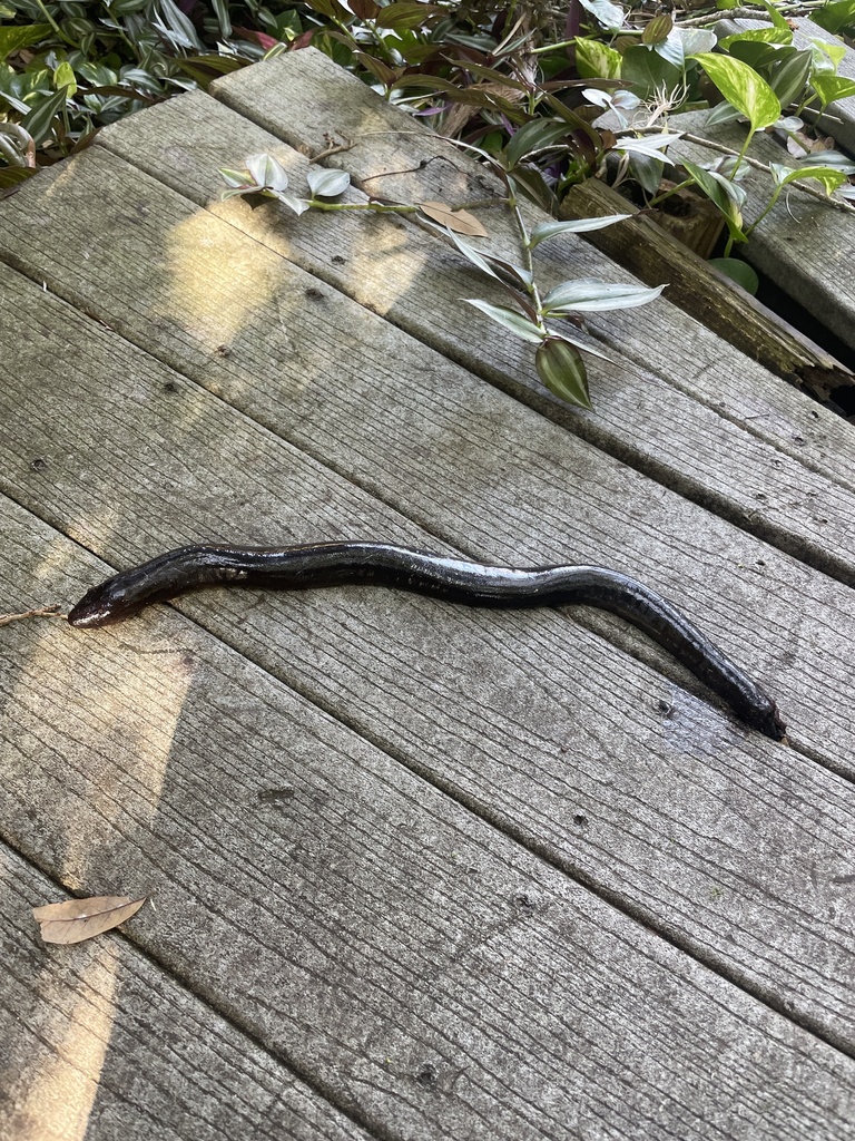 Two-toed Amphiuma from New York Ave, Dunedin, FL, US on January 31 ...