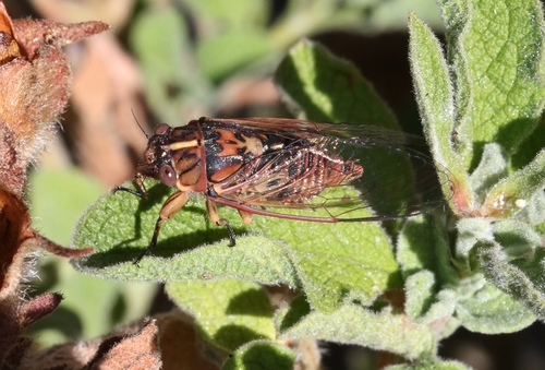 Kikihia peninsularis (New Zealand cicadas) · iNaturalist