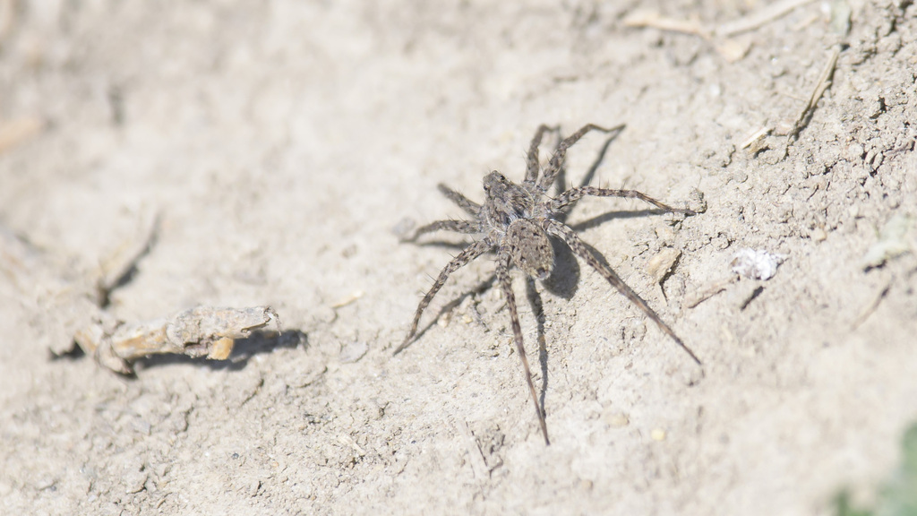 Thin-legged Wolf Spiders from Rivière-des-Prairies - Pointe-aux ...