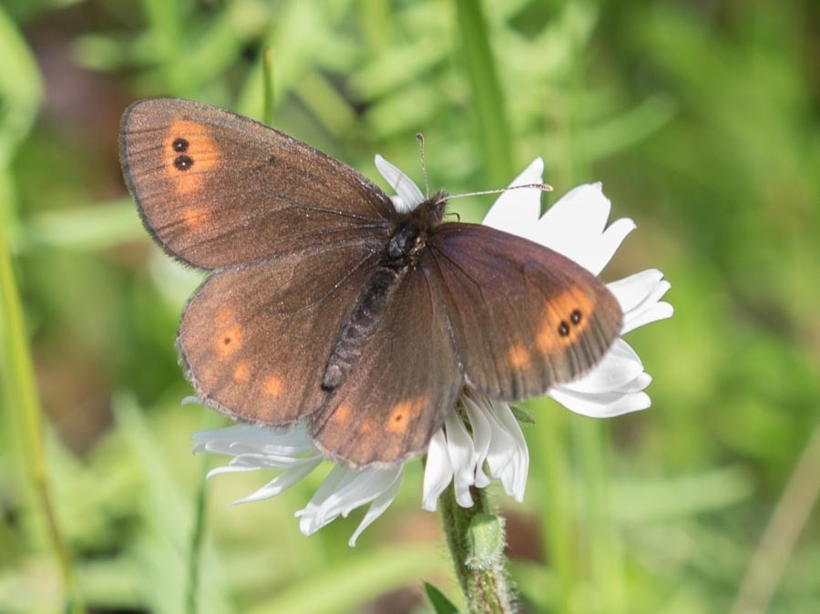 Common Alpine from Kananaskis, AB T0L, Canada on June 26, 2016 at 10:17 ...