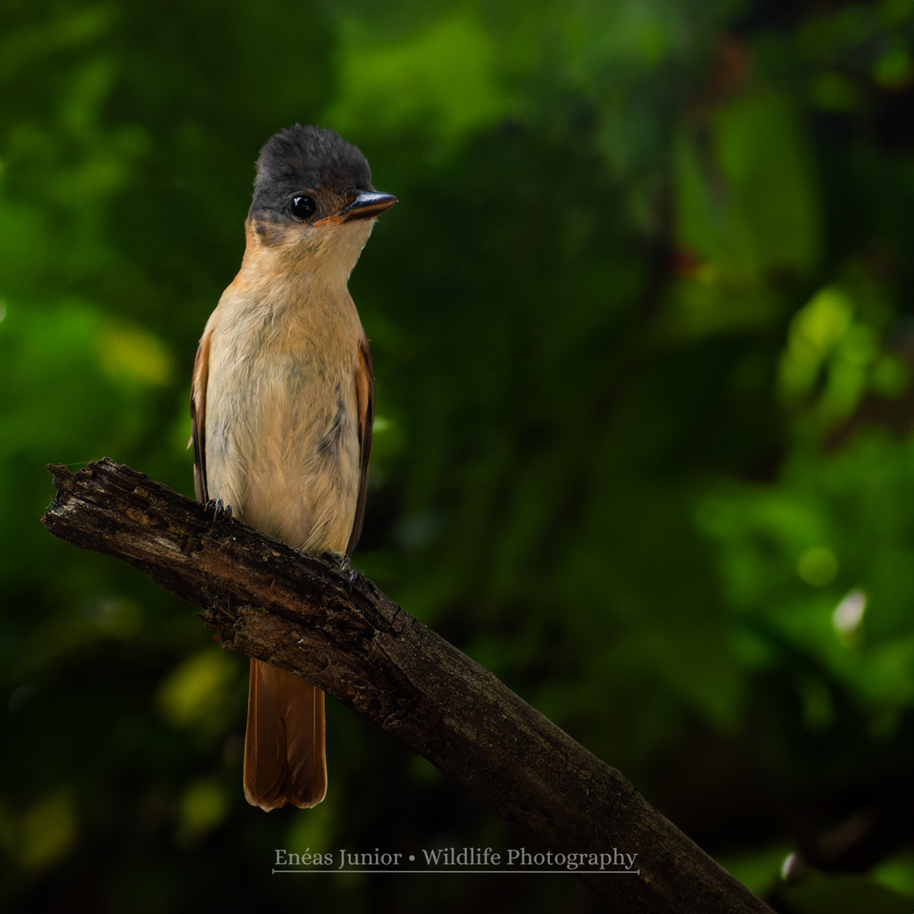 Crested Becard from Parque Ecológico do Tietê, SP on January 30, 2024 ...
