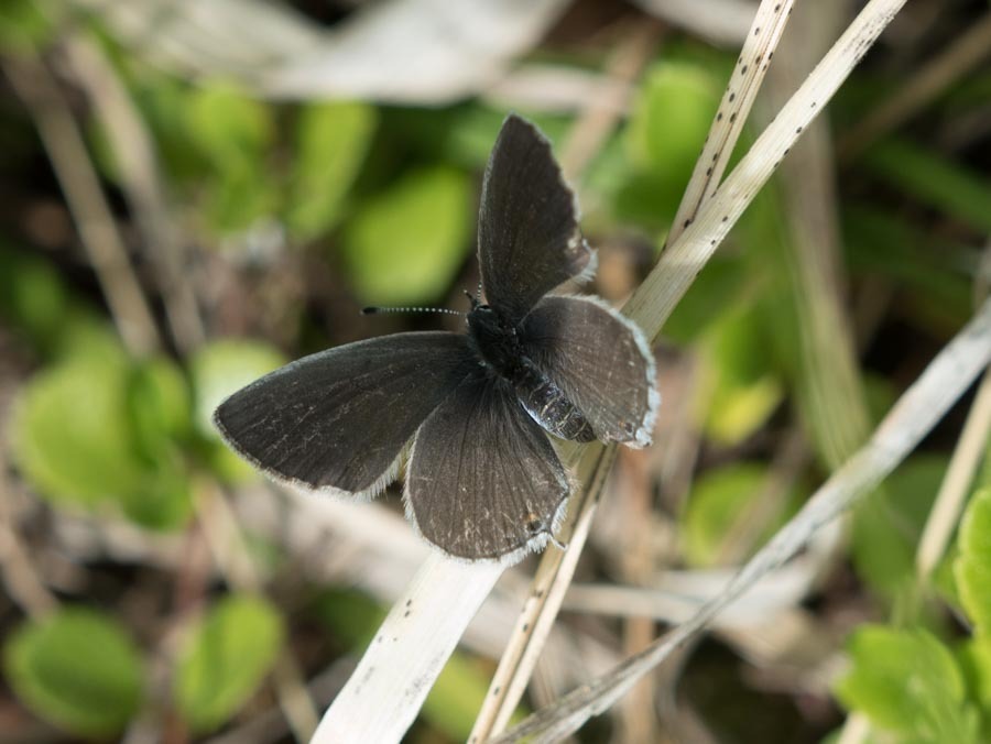 Western Tailed-Blue from Kananaskis, AB T0L, Canada on June 6, 2016 at ...