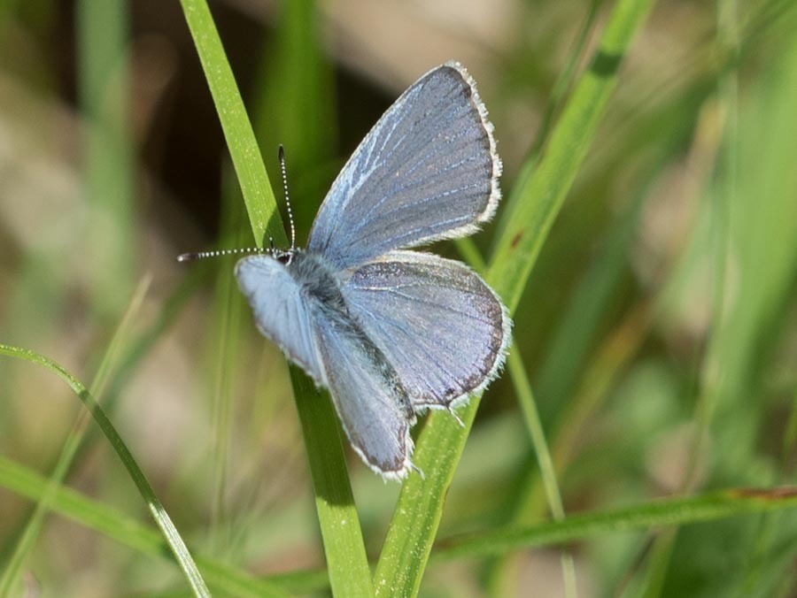 Western Tailed-Blue from Kananaskis, AB T0L, Canada on June 6, 2016 at ...