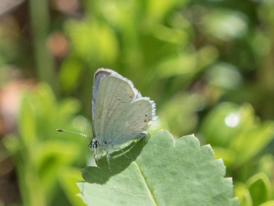 Western Tailed-Blue from Kananaskis, AB T0L, Canada on June 26, 2016 at ...