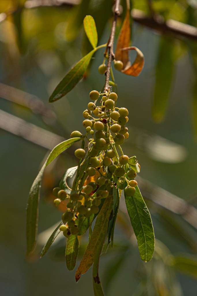 White Karee from C13 at Fish river crossing, Karas Region, Namibia on ...