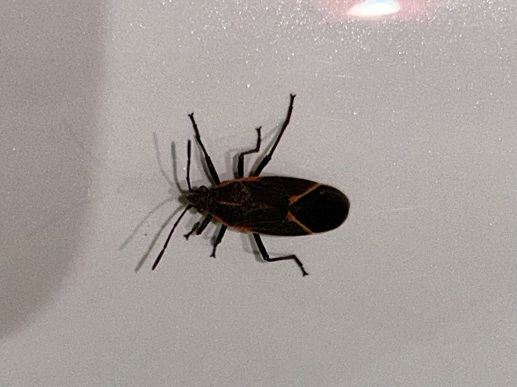 Eastern Boxelder Bug from Birmingham-Shuttlesworth International ...