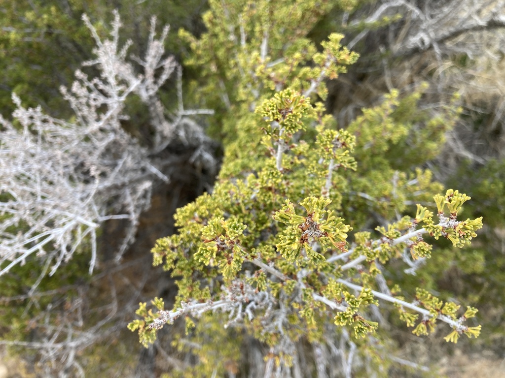 desert bitterbrush from Apple Valley, CA, US on January 31, 2024 at 09: ...