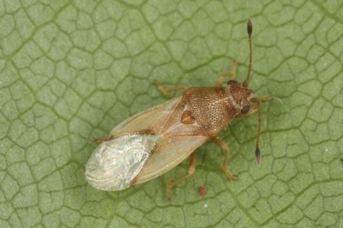 Cymus claviculus · iNaturalist United Kingdom