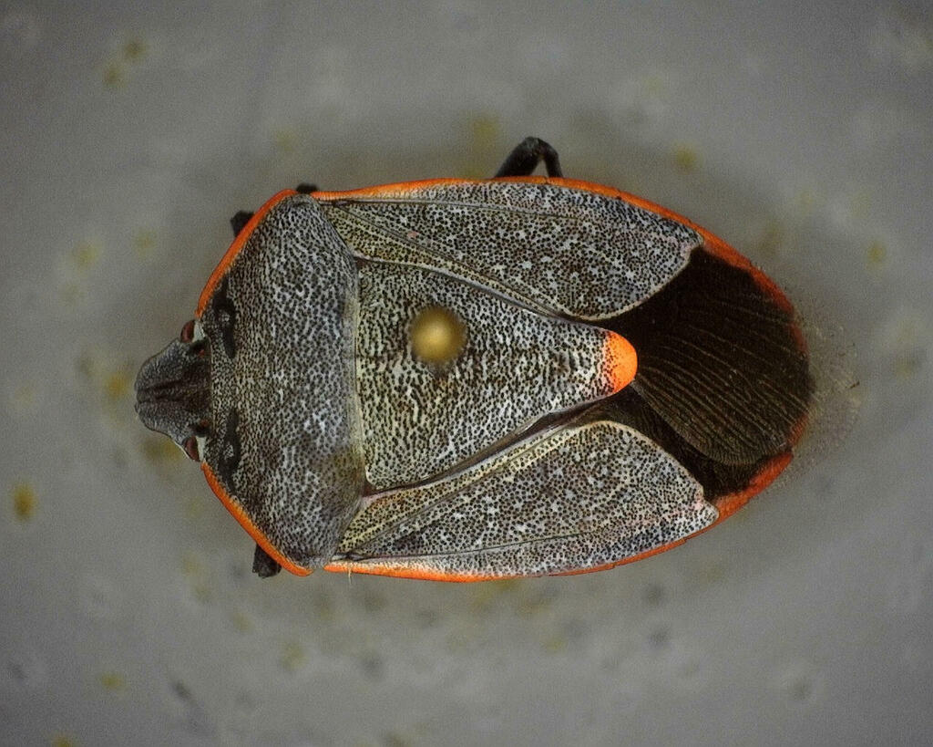 Conchuela Bug from Kimble County, TX, USA on July 14, 2023 at 11:38 AM ...