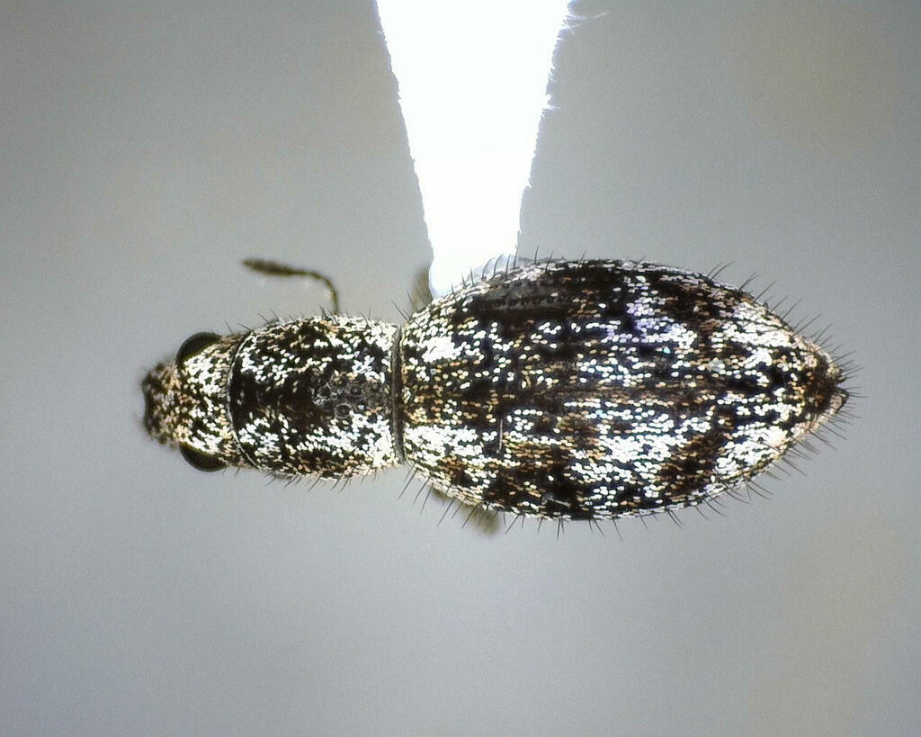 Mitostylus setosus from Kimble County, TX, USA on July 14, 2023 at 11: ...