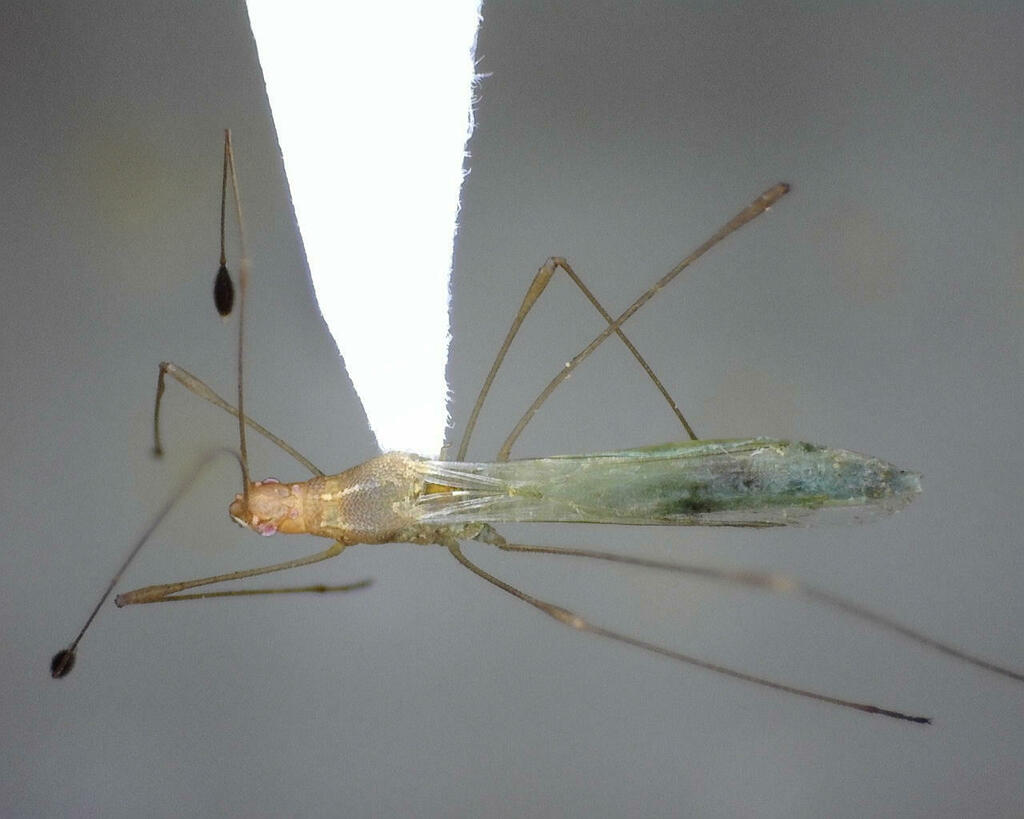 Metacanthus multispinus from Kimble County, TX, USA on July 14, 2023 at ...
