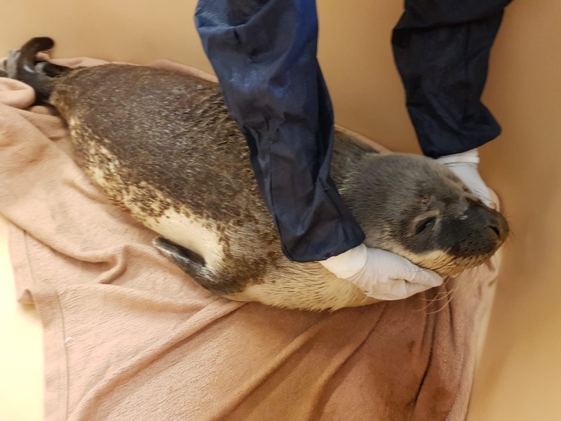 Foca de casco (Mamíferos marinos del mundo) · iNaturalist