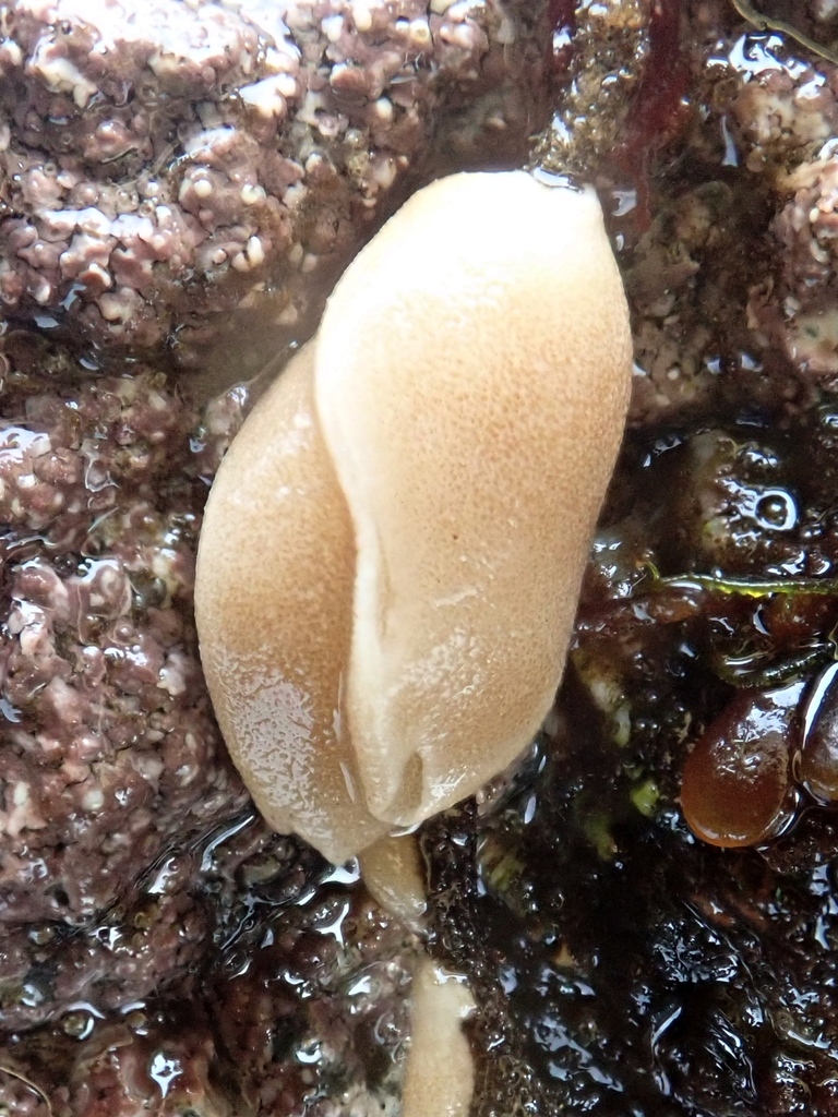 purse sponge from Bishop's Quarter, Clare, Ireland on January 31, 2021 ...