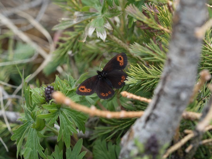 Common Alpine from Pigeon Mountain, Kananaskis, AB T0L, Canada on June ...