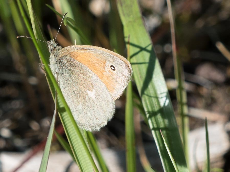 Common Ringlet from Pigeon Mountain, Kananaskis, AB T0L, Canada on June ...