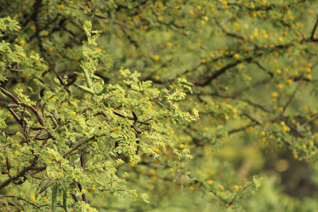 Sweet acacia from Jantetelco, Mor., México on January 30, 2024 at 10:14 ...