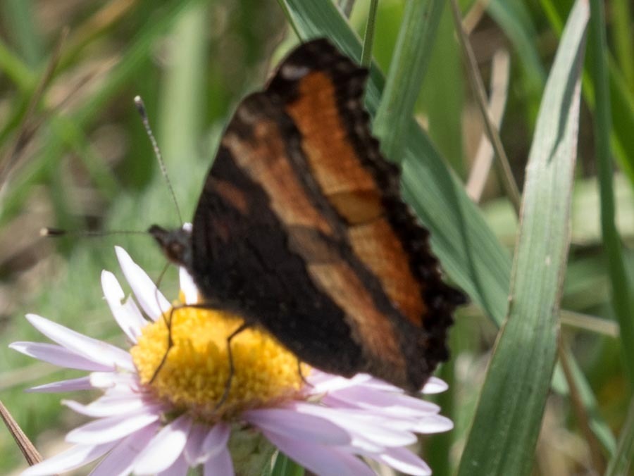 Milbert's Tortoiseshell from Pigeon Mountain, Kananaskis, AB T0L ...