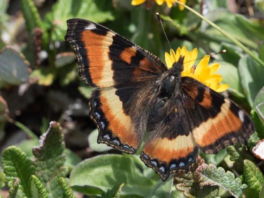 Milbert's Tortoiseshell from Pigeon Mountain, Kananaskis, AB T0L ...