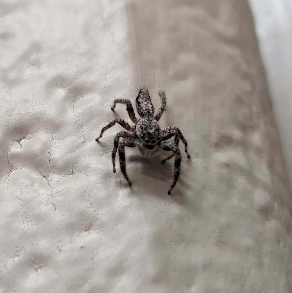 Tan Jumping Spider from SBD Farm past Wilson, East Lansing, MI 48824 ...