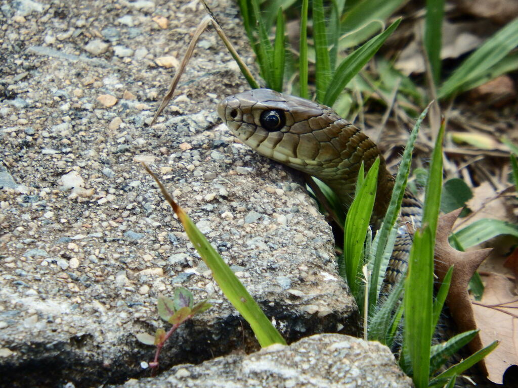 Patagonian Racer from Caldas, MG, 37780-000, Brasil on December 2, 2015 ...