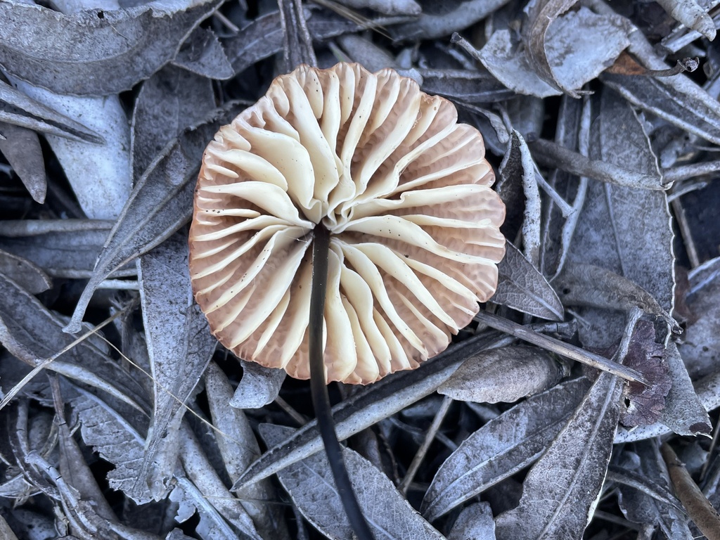 red pinwheel from Millar Ranch Rd, Spring Valley, CA, US on January 30 ...