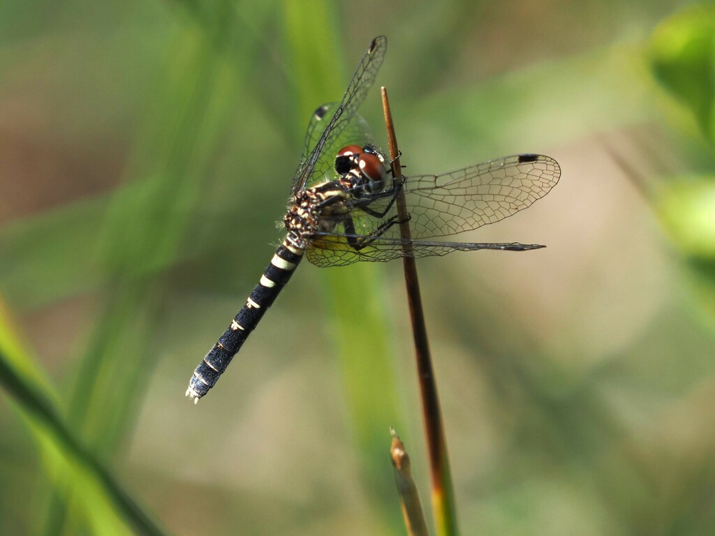 Elfin Skimmer from Cedar Bog Nature Preserve (February to November ...