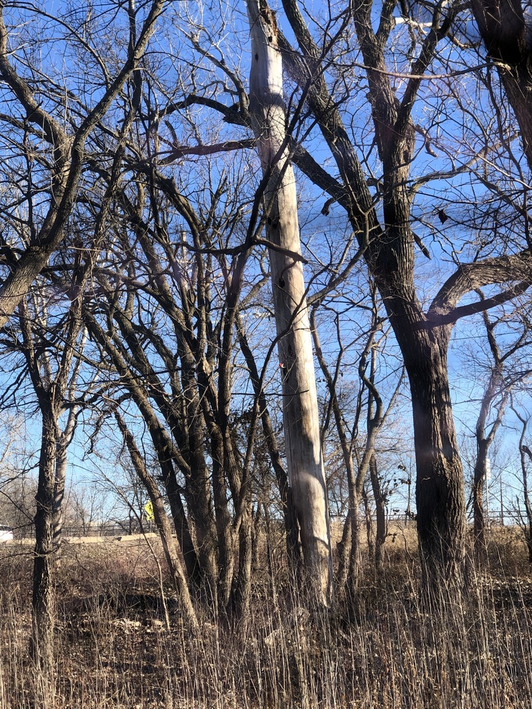 Pileated Woodpecker from N Perkins Rd, Stillwater, OK, US on January 30 ...