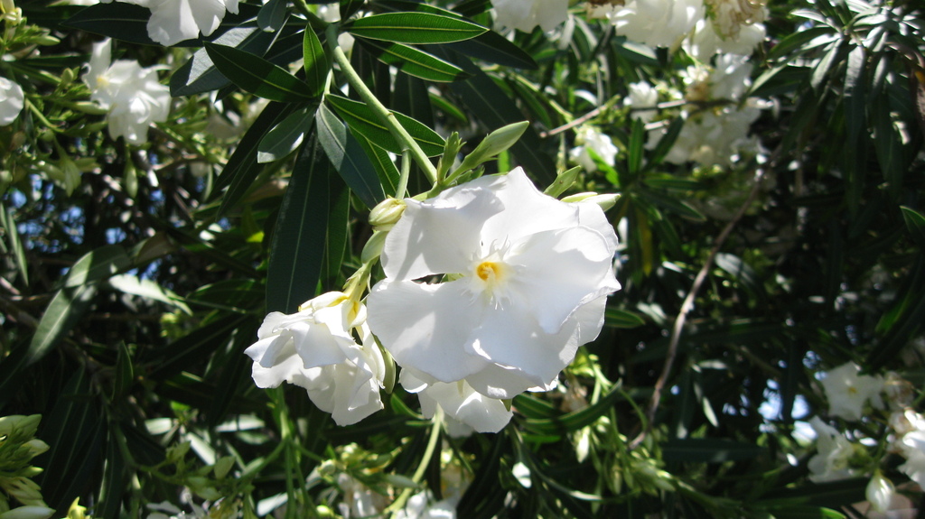oleander from Merced, CA, USA on April 15, 2015 at 01:17 PM by Franklin ...