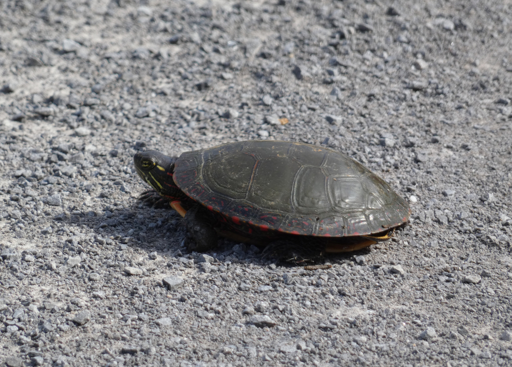 Painted Turtle from Prince Edward, ON, Canada on October 3, 2022 at 02: ...