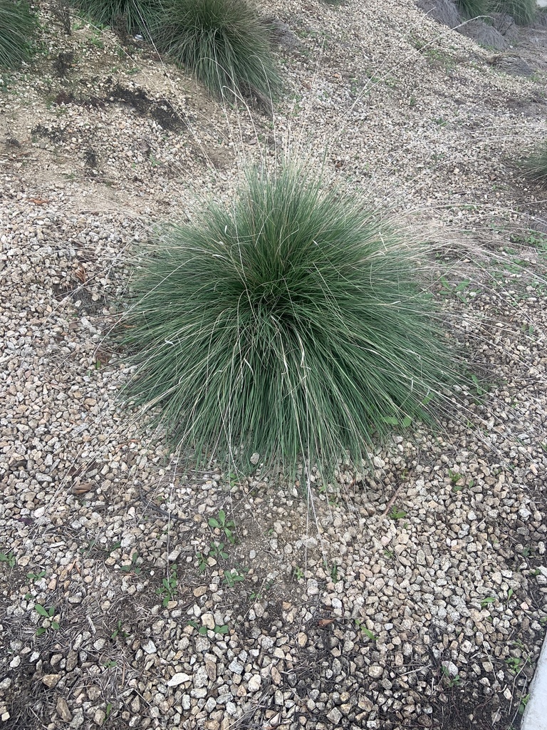 deergrass from University of California, Merced, CA, US on January 31 ...
