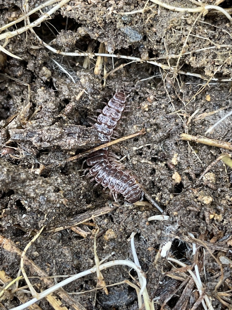 Common Pink Flat-back from Old County Rd, Newark, DE, US on January 31 ...