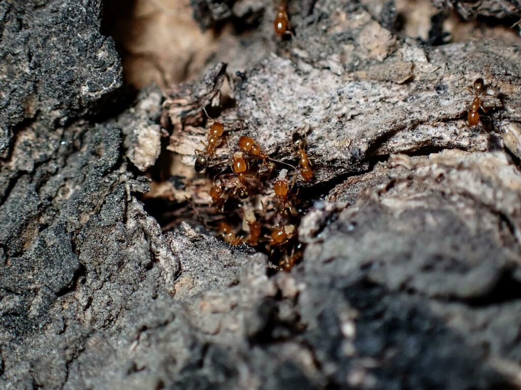 Destroyer Ant in January 2024 by Slunky · iNaturalist