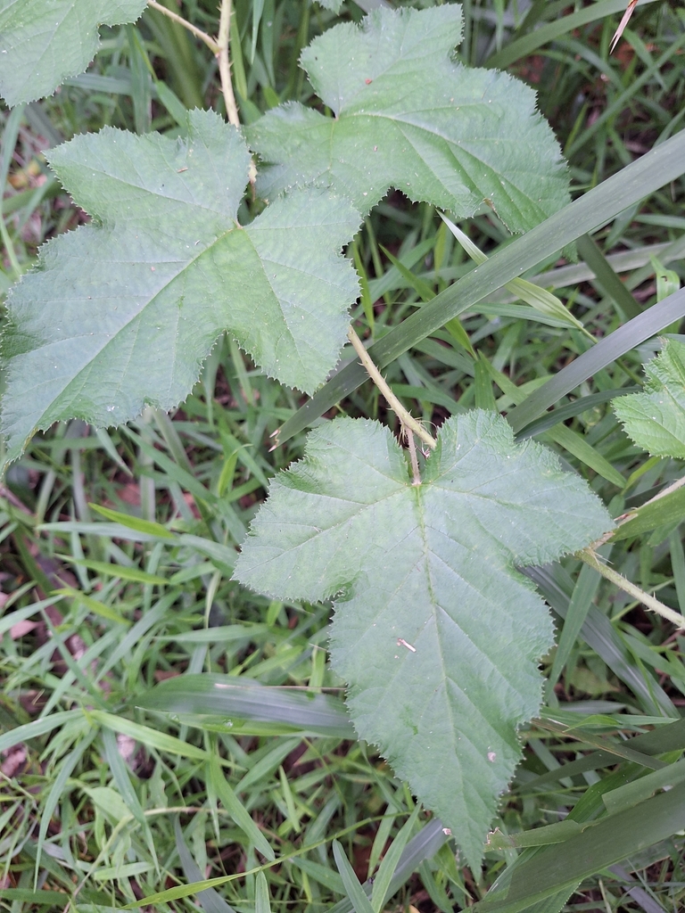Molucca Bramble from Roselea St at Roselea Park, Shailer Park QLD 4128 ...
