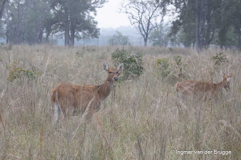 Southern Swamp Deer in January 2024 by Ingmar van der Brugge · iNaturalist