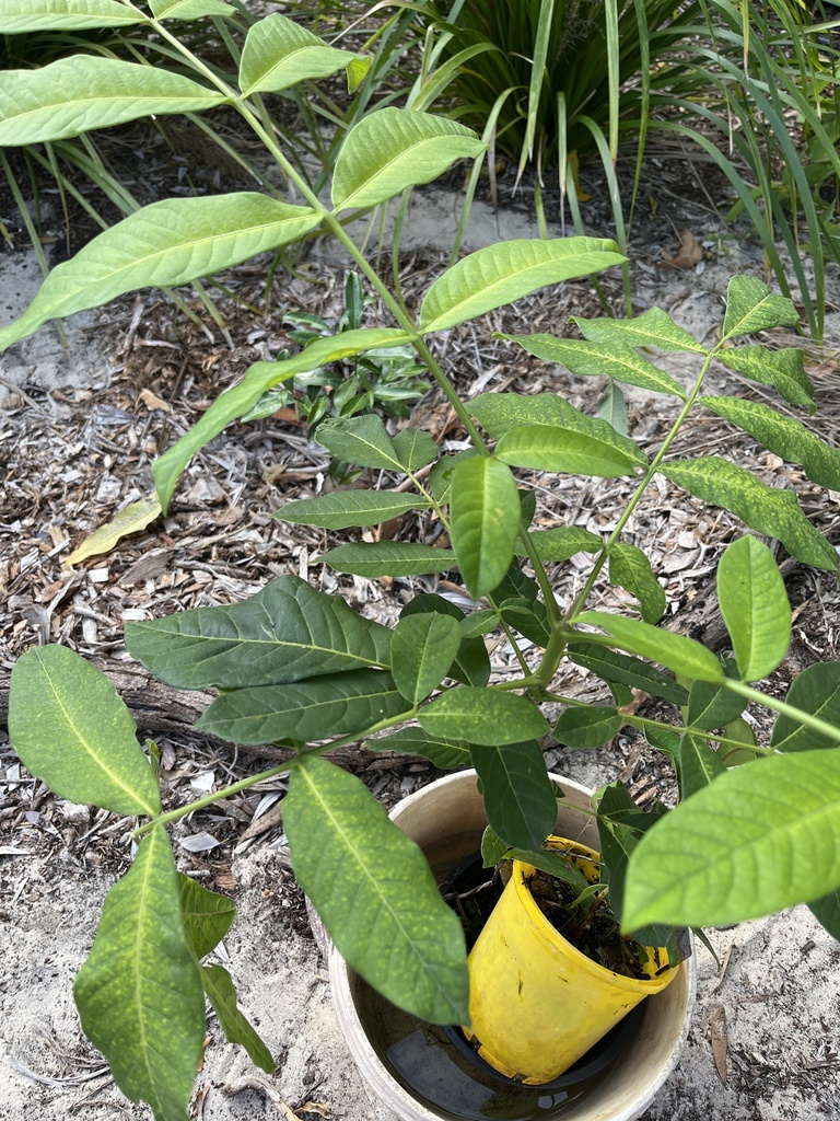 Crows Ash from The Serpentine, East Ballina, NSW, AU on February 1 ...