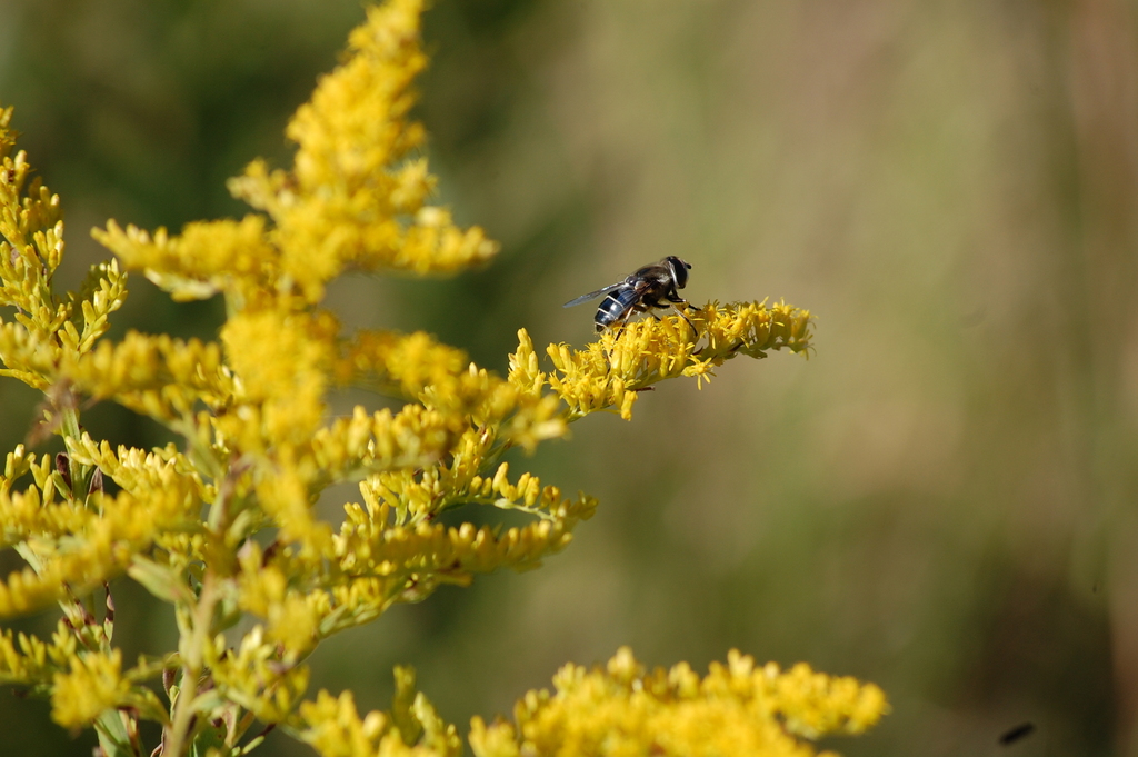 Eoseristalis from 3044 Broadway Extended, Greenville, MS 38703, USA on ...