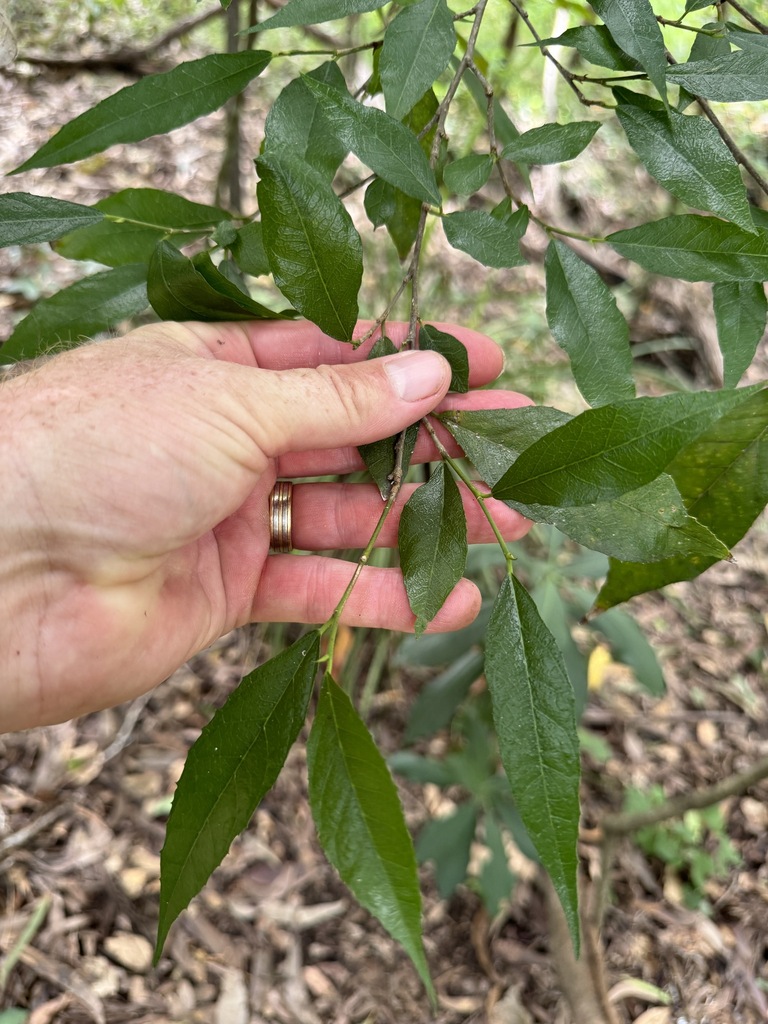 whalebone tree in January 2024 by cwelden_ecp · iNaturalist